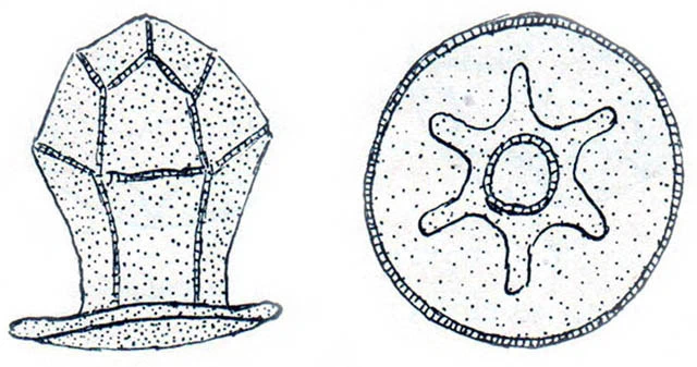 Arcella rukiensis – Microworld