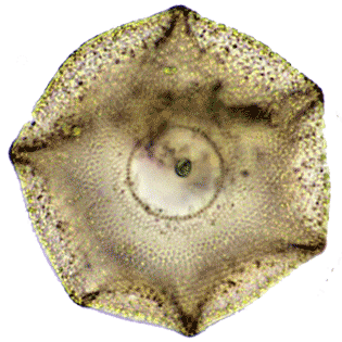 Arcella Visual Key – Microworld