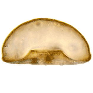 Arcella Visual Key – Microworld