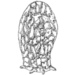 Difflugia – Microworld