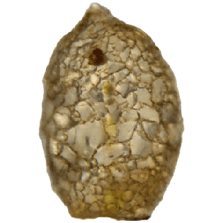 Difflugia key ovoid – Microworld
