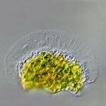 Visual Key Naked Amoebae – Microworld