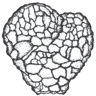 Difflugia key bag-shaped – Microworld